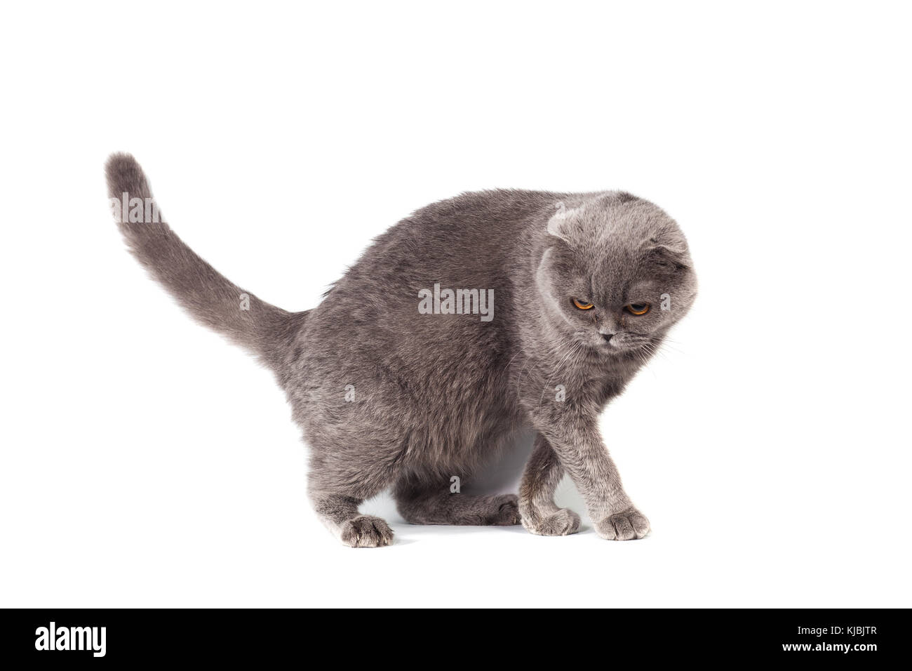 Scottish Fold of gray color gray adult shorthair in full growth on a ...