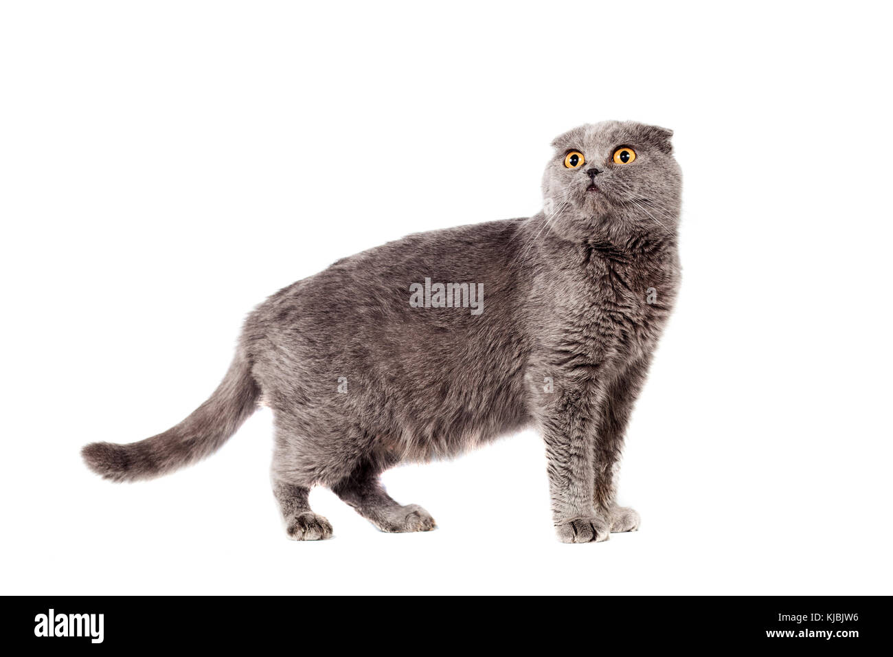 Scottish Fold of gray color gray adult shorthair in full growth on a ...