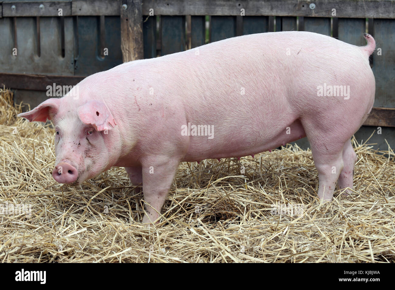 Wooden pigs in a group hi-res stock photography and images - Alamy
