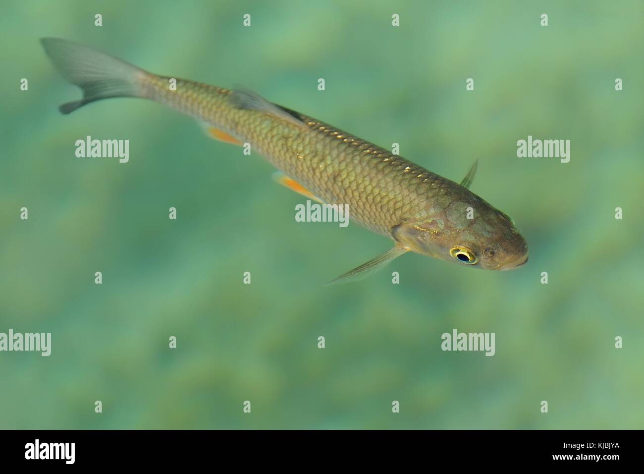 The european chub (Squalius cephalus) in the clean blue water. Brown ...