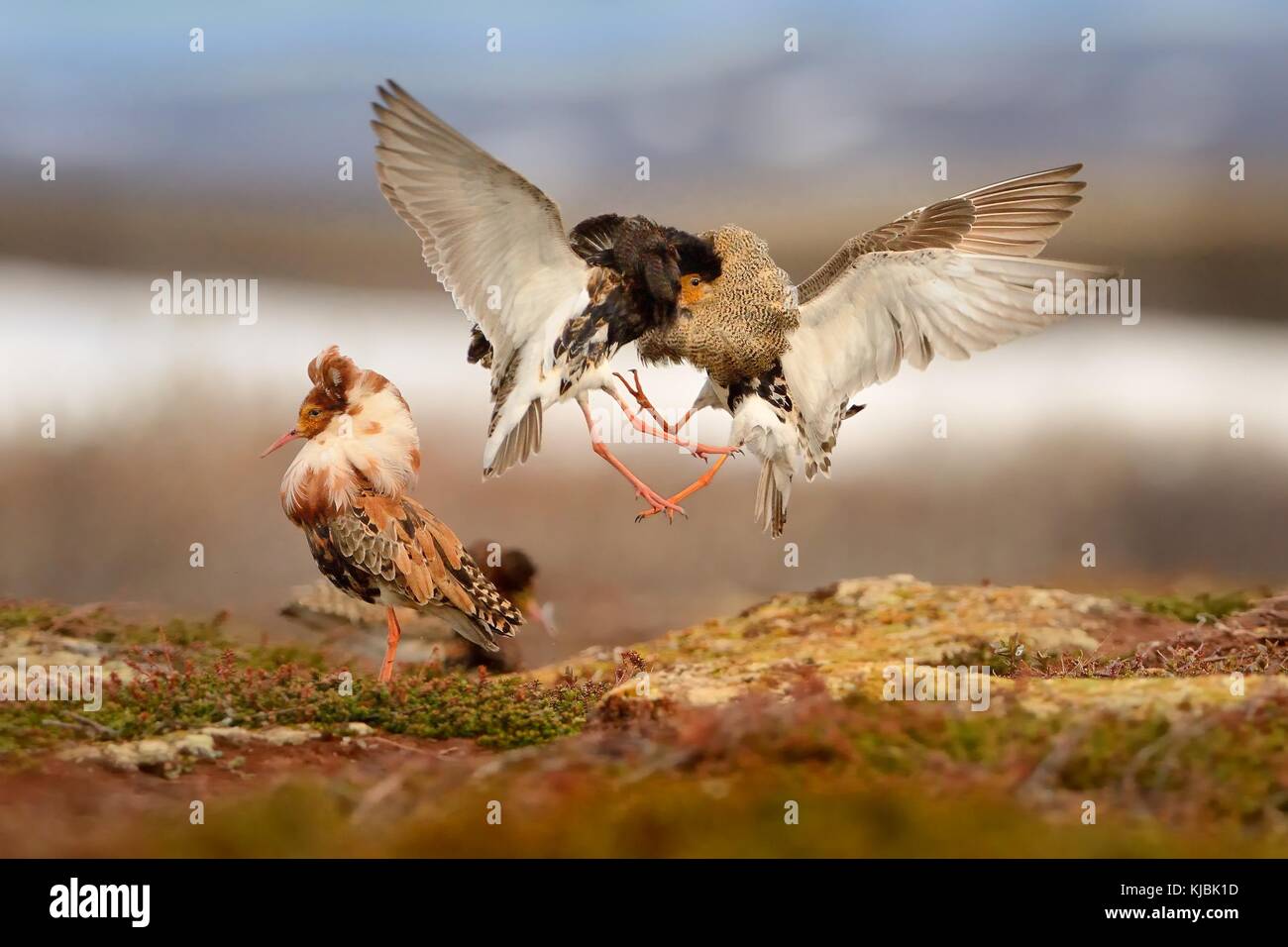 Lekking birds hi-res stock photography and images - Alamy