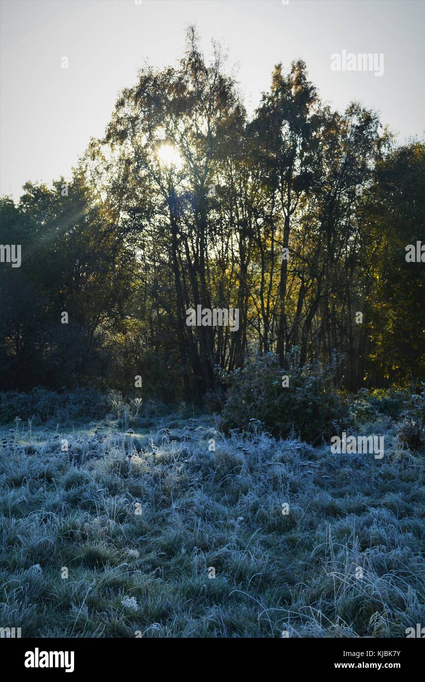 Autumn bright frosty morning in the woods with the trees turning gold ...