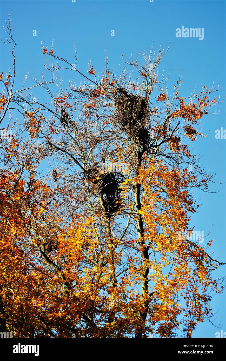 Autumn trees with cros in the tre tops Stock Photo - Alamy