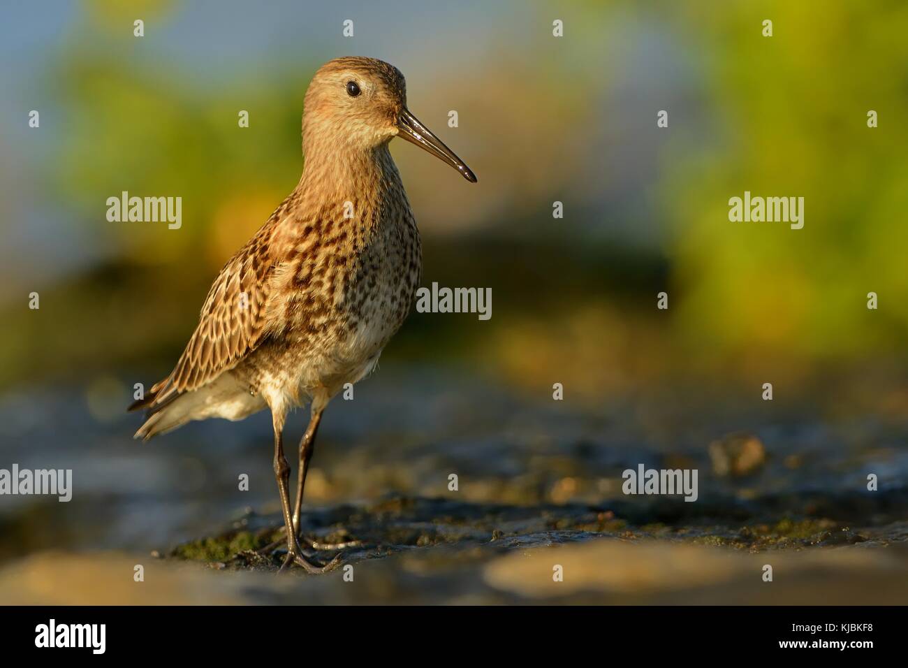 Dunlin - Calidris alpina walking around the lake, colours, winter ...