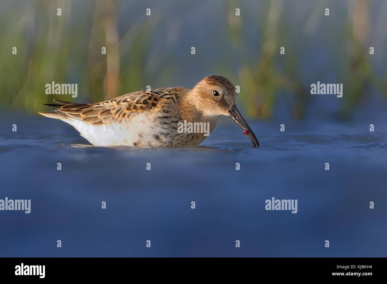 Adult winter plumage dunlin walking hi-res stock photography and images ...