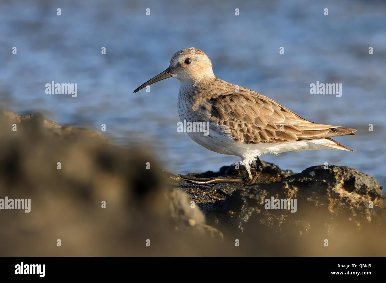 Dunlin - Calidris alpina walking around the lake, colours, winter ...