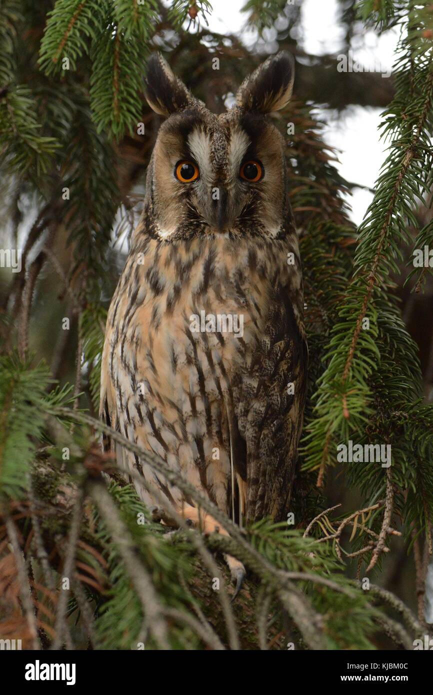 Long-eared Owl - Asio otus sitting on the spruce Stock Photo - Alamy