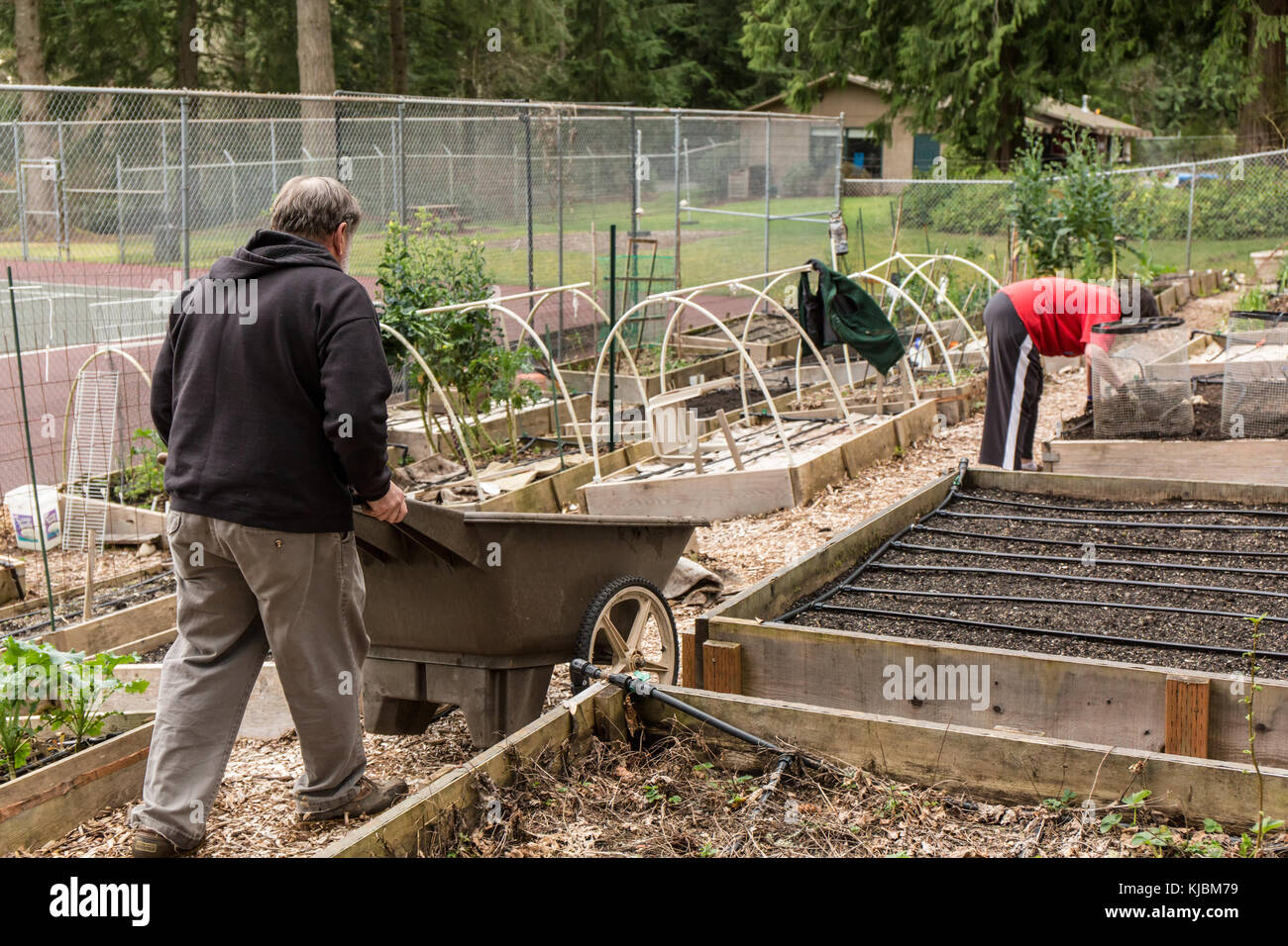 Man pushing a wheelbarrow of compost for springtime soil preparation in ...