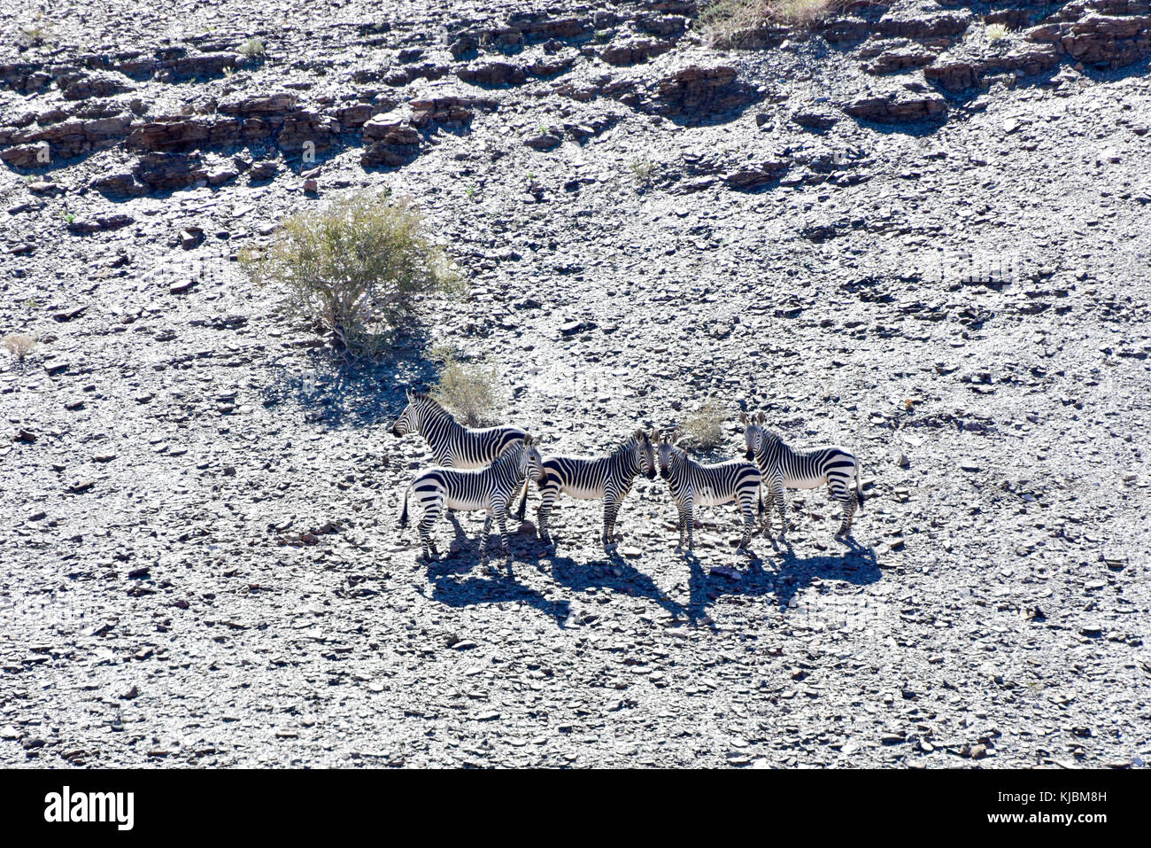 Desert zebras in the Fish River Canyon in Namibia, Africa. It is the ...