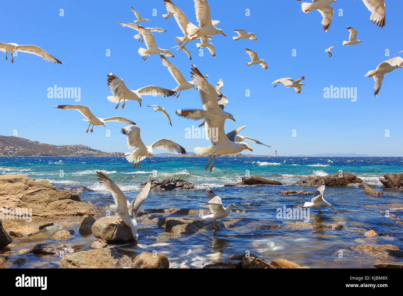 swarm of sea gulls flying close to the beach Stock Photo - Alamy