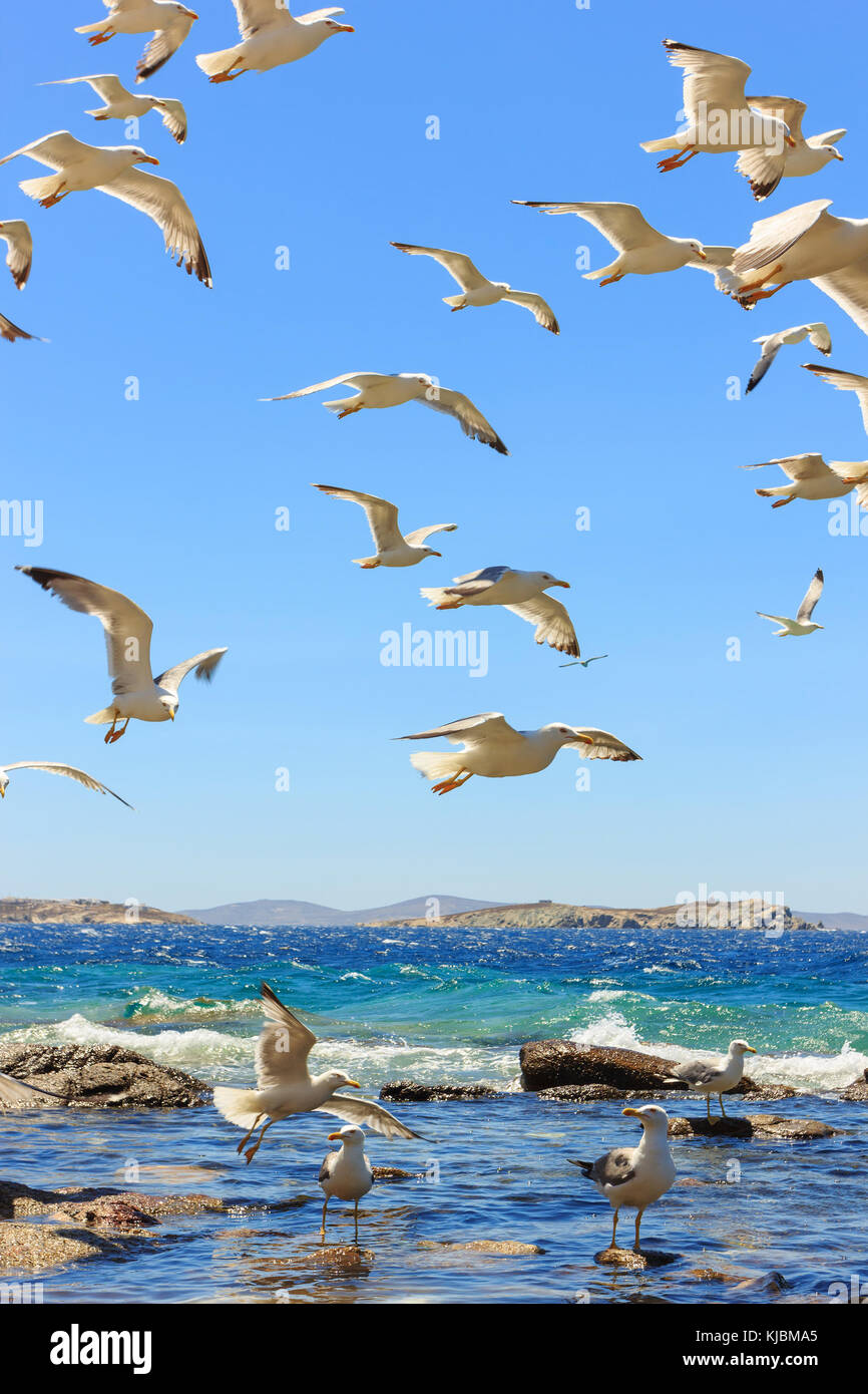 swarm of sea gulls flying close to the beach Stock Photo - Alamy