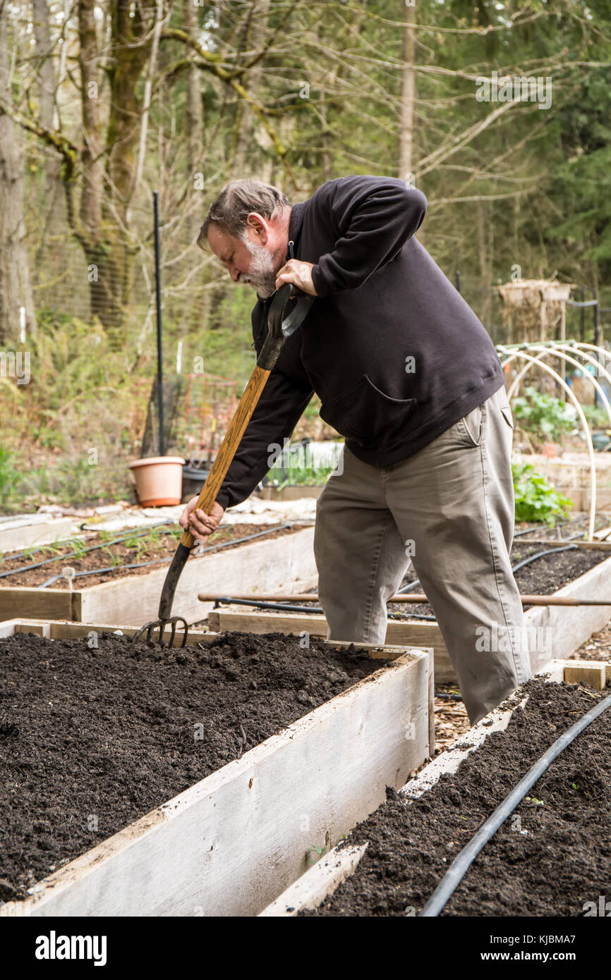 Man Using A Garden Fork To Lightly Mix In A Layer Of Compost Into The Soil In A Community Garden man-using-a-garden-fork-to-lightly-mix-in-a-layer-of-compost-into-the-soil-in-a-community-garden