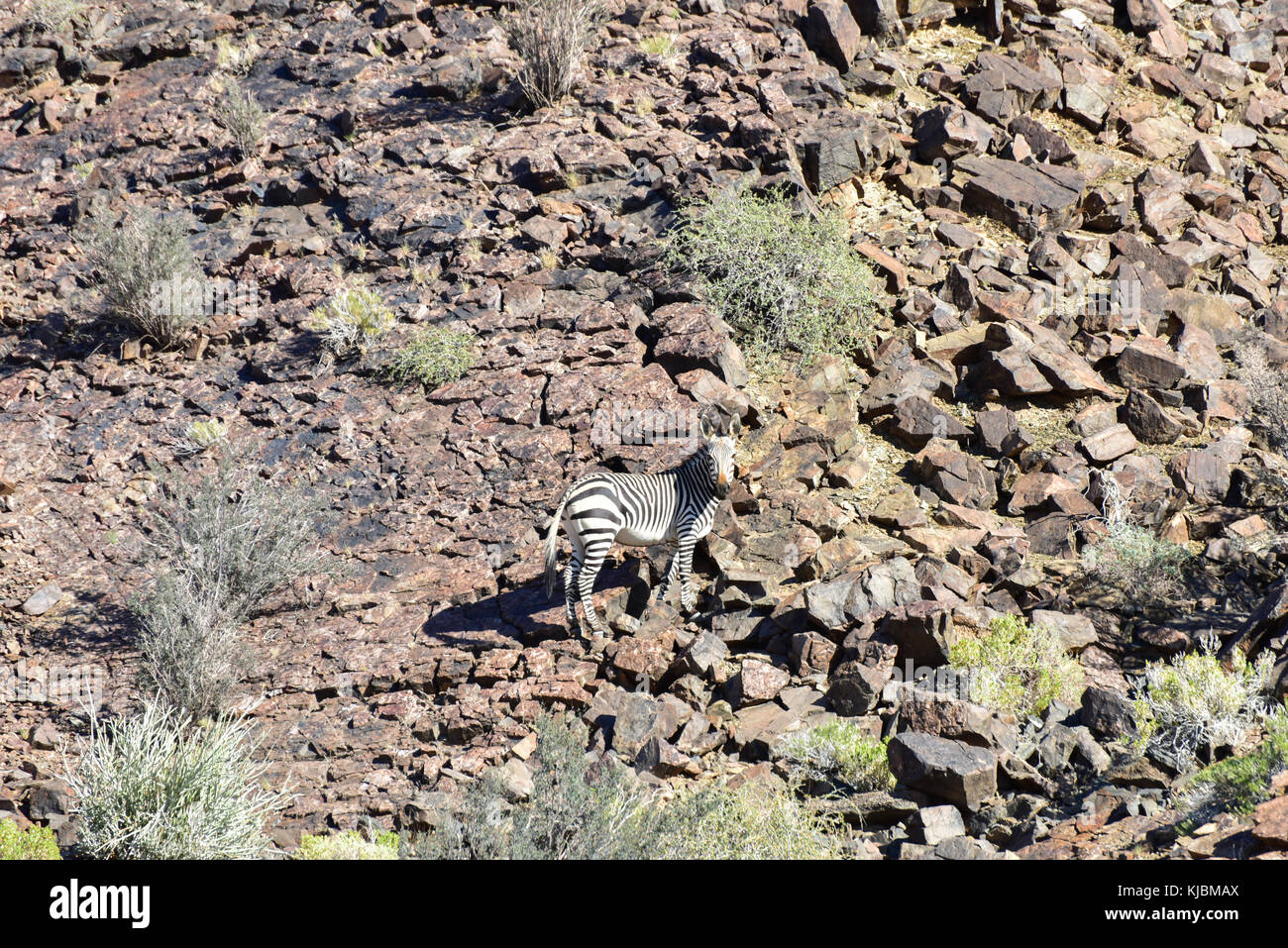 Desert Zebra in the Fish River Canyon in Namibia, Africa. It is the ...