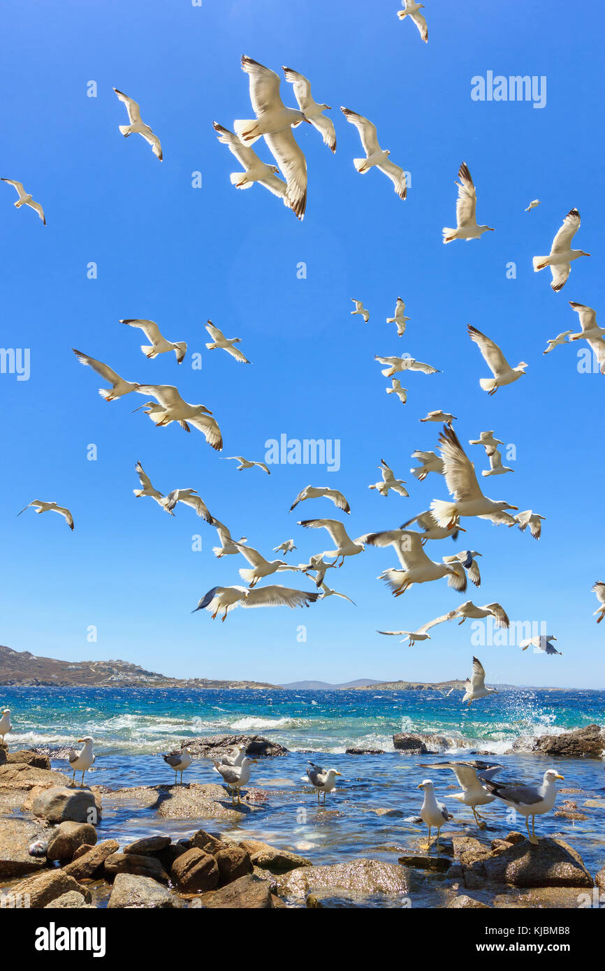 swarm of sea gulls flying close to the beach Stock Photo - Alamy