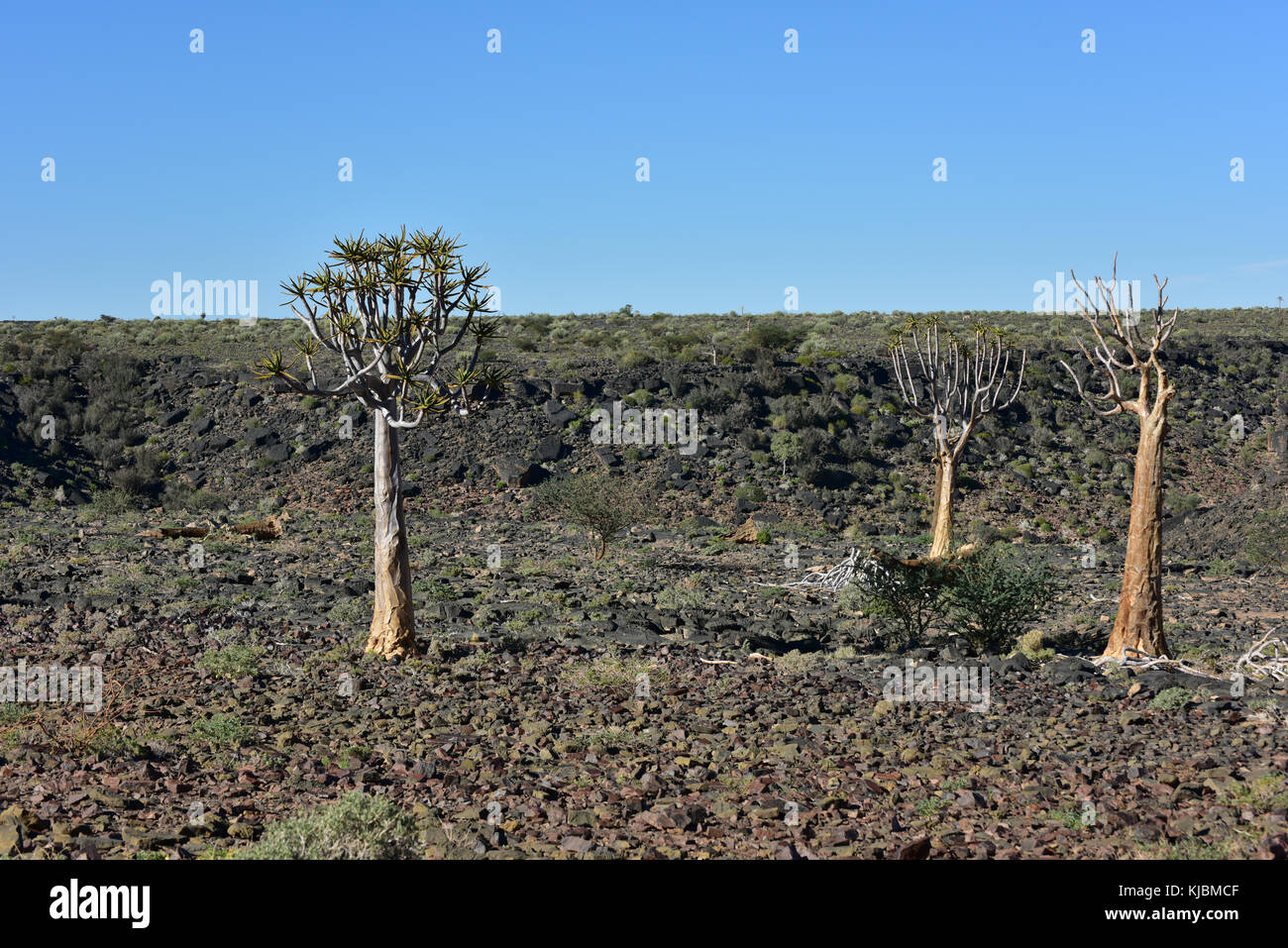 Quiver tree in the Fish River Canyon in Namibia, Africa. It is the ...