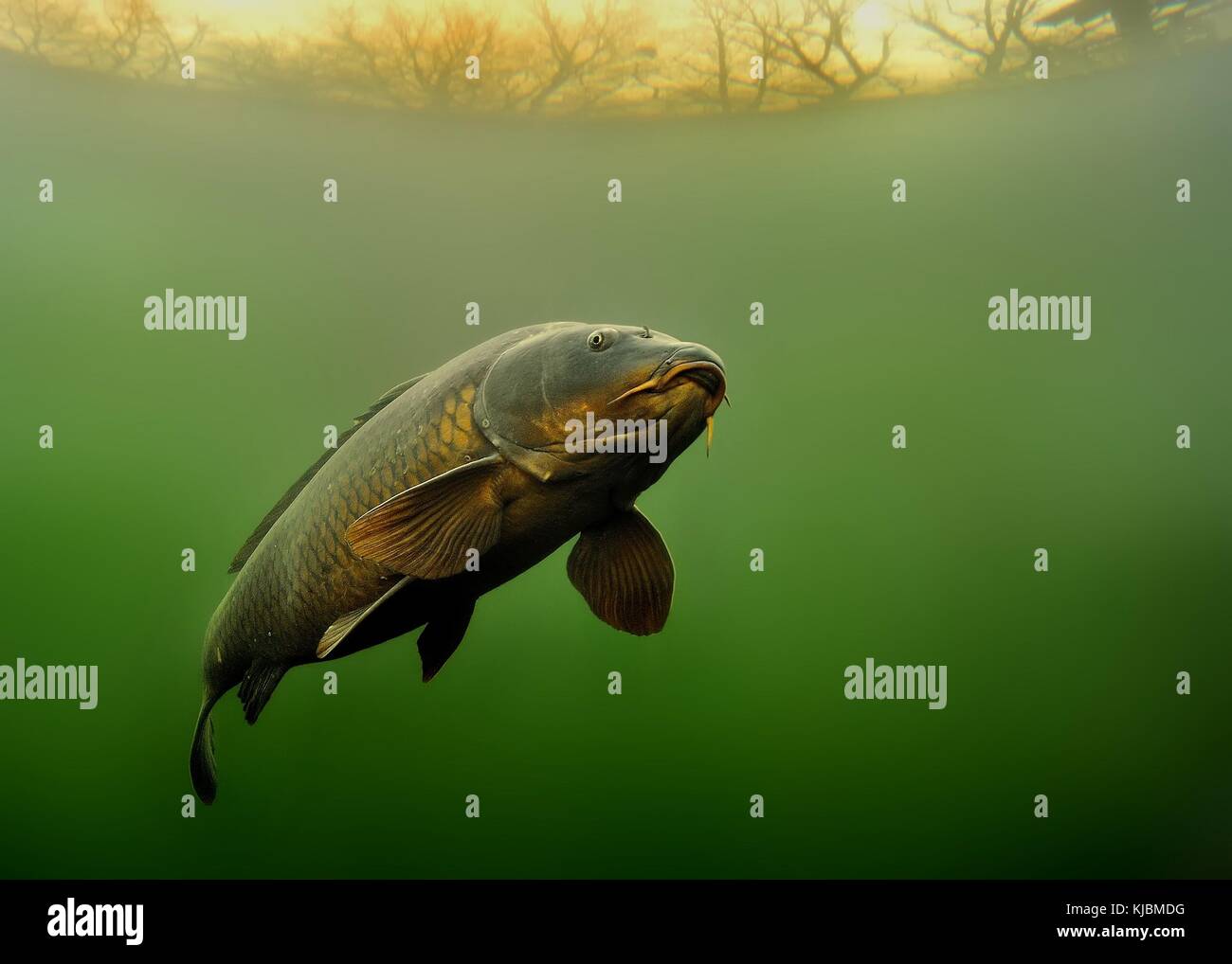Common Carp - Cyprinus carpio under water with beautiful background ...