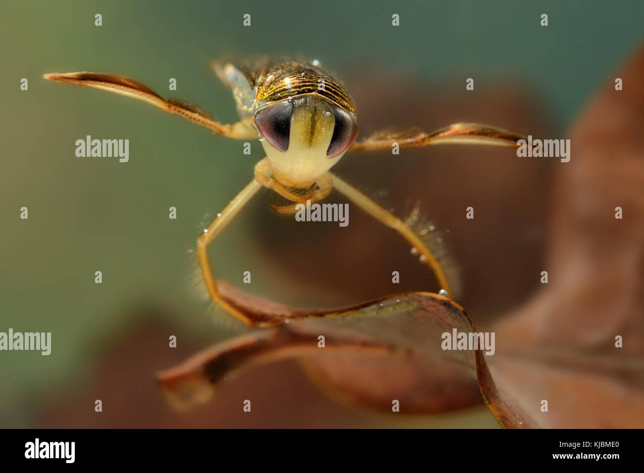 The lesser water boatman (Corixa punctata) captured under water. The ...