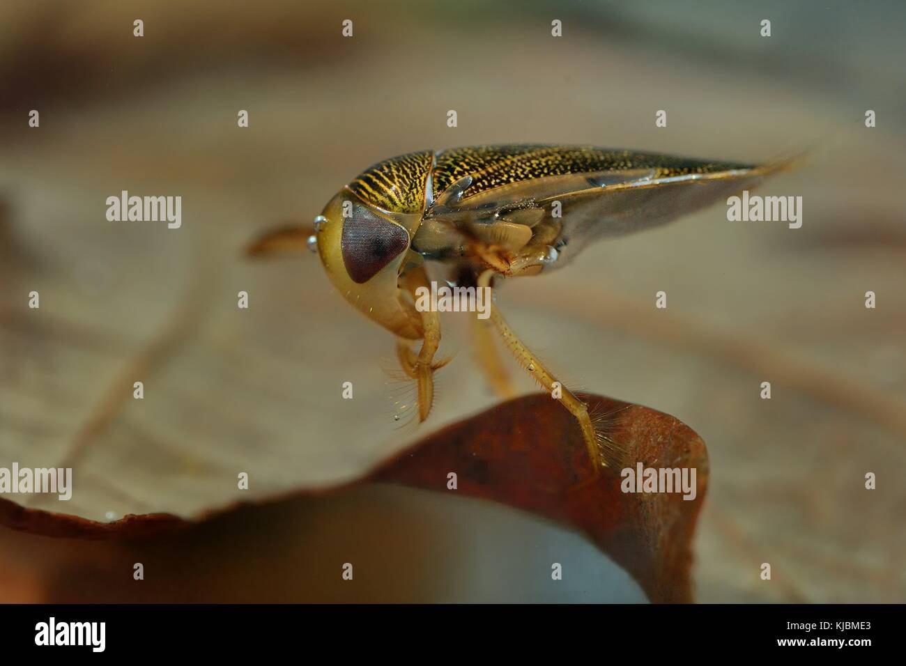The lesser water boatman (Corixa punctata) captured under water. The ...