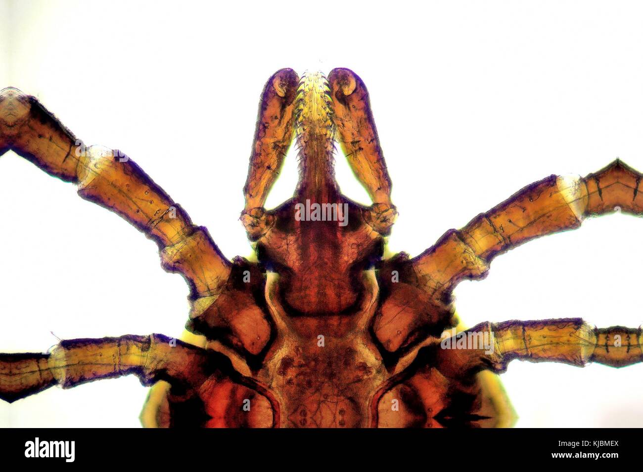 The castor bean tick (Ixodes ricinus) under the microscope. Ugly tick ...
