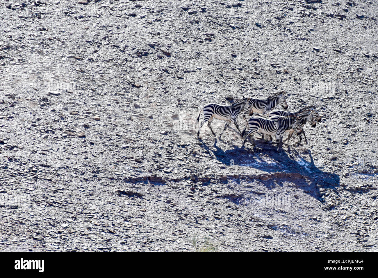 Desert zebras in the Fish River Canyon in Namibia, Africa. It is the ...