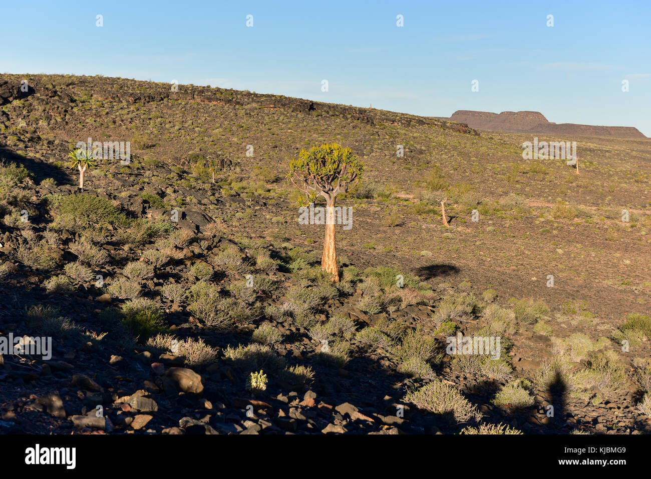Quiver tree in the Fish River Canyon in Namibia, Africa. It is the ...