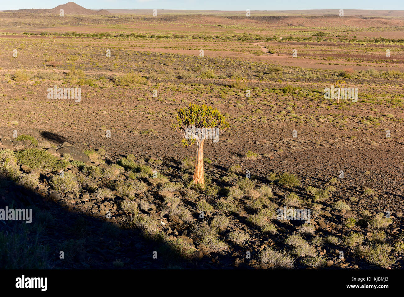 Quiver tree in the Fish River Canyon in Namibia, Africa. It is the ...