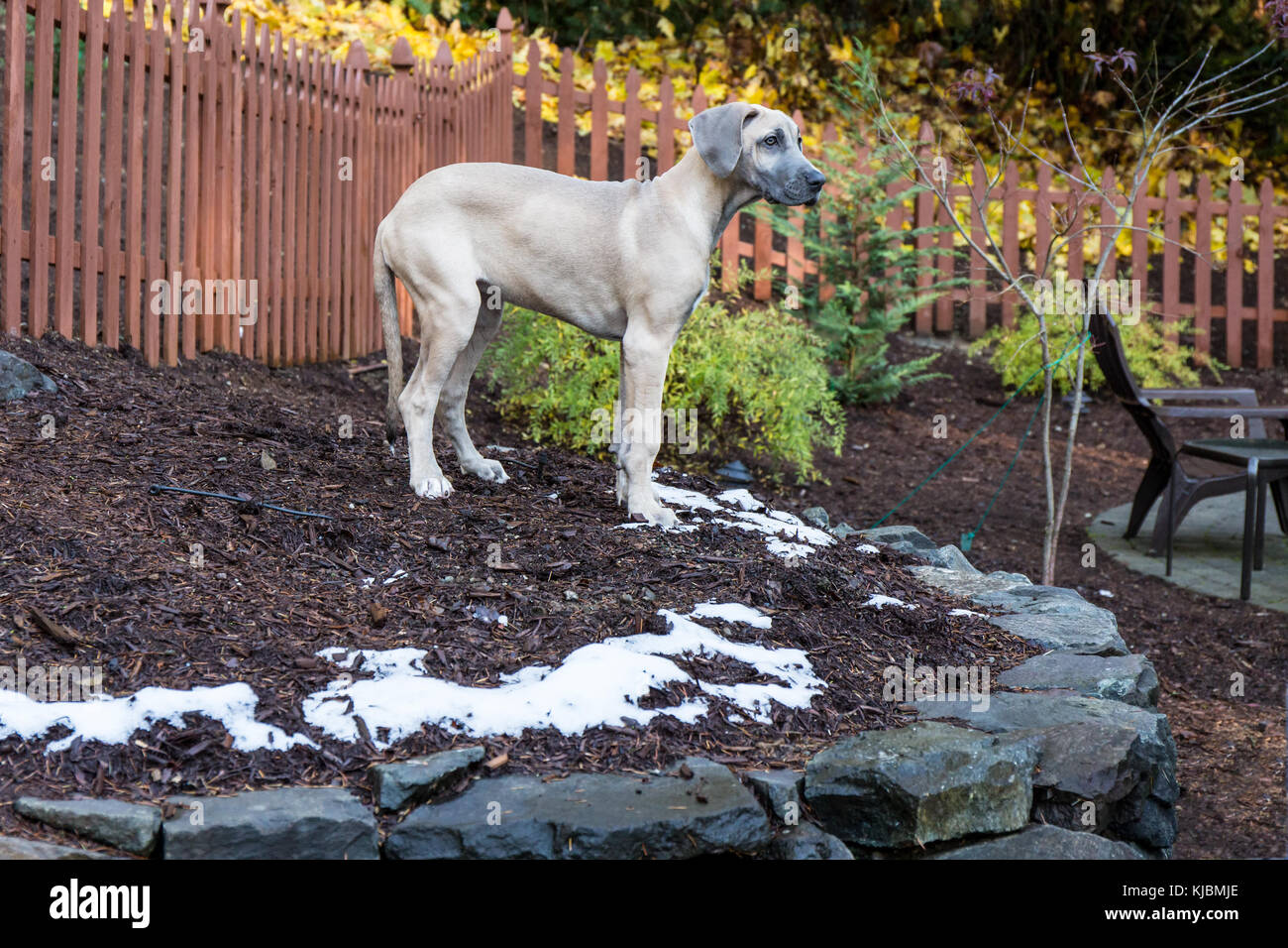 Covered in snow cute hi-res stock photography and images - Alamy