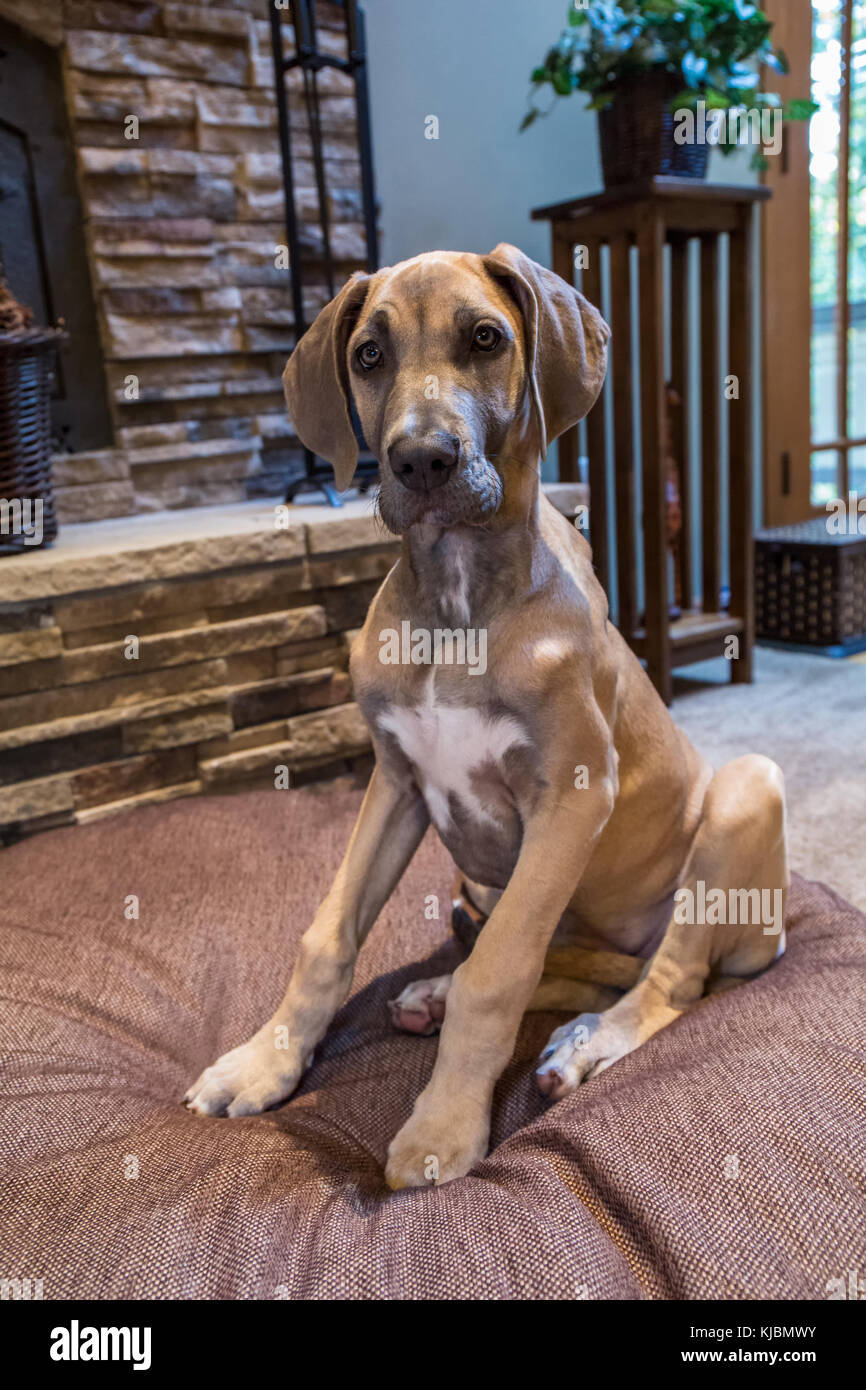 Fawn Great Dane Puppies