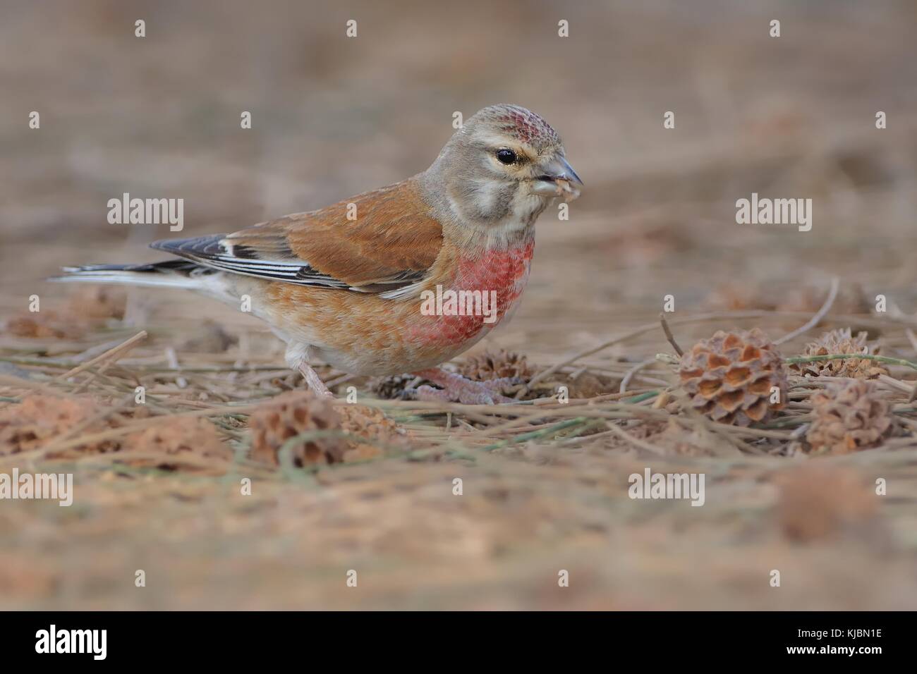 Eurasian linnet hi-res stock photography and images - Alamy