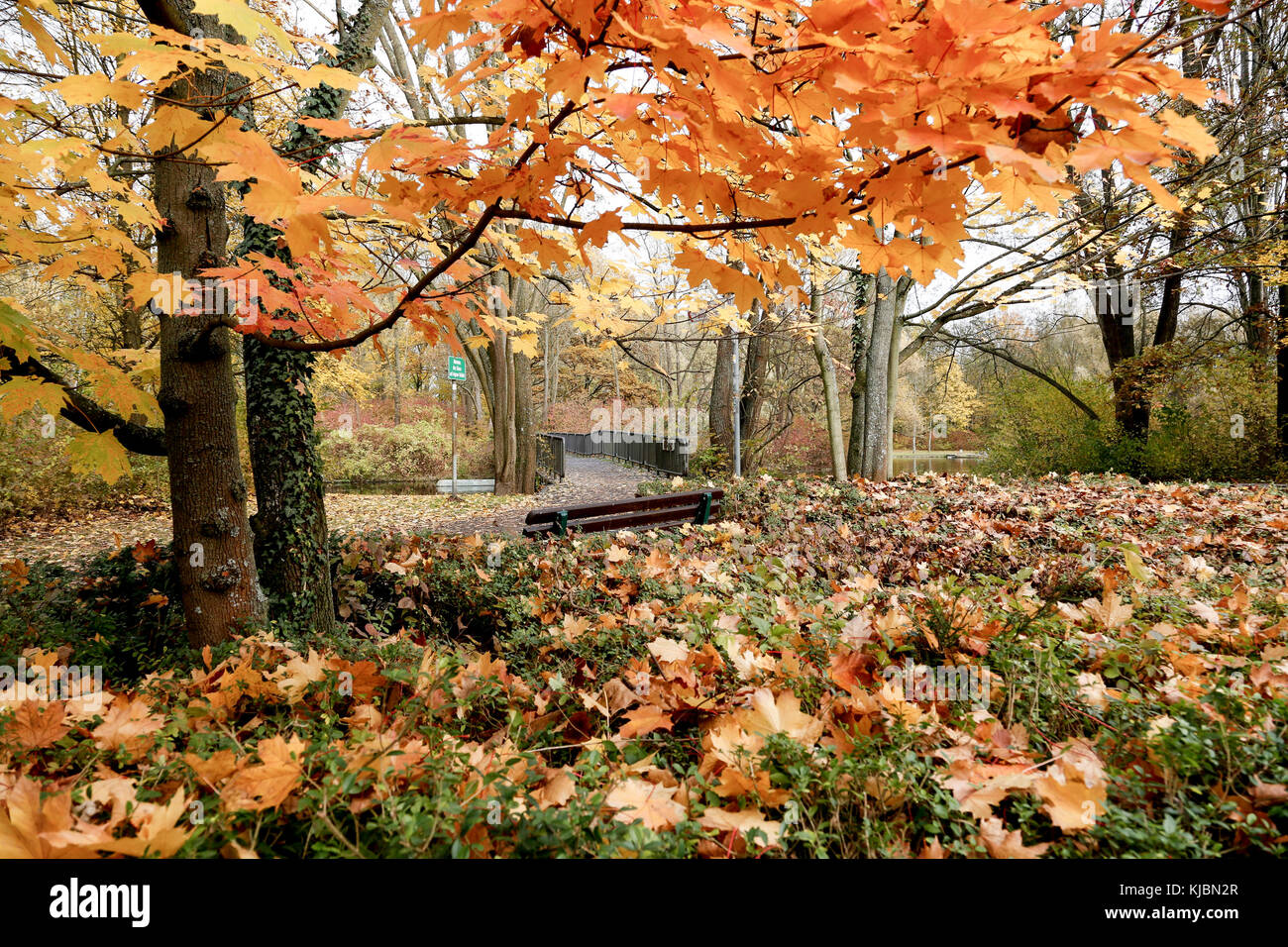 Colorful autumn in Bonn, Germany Stock Photo - Alamy