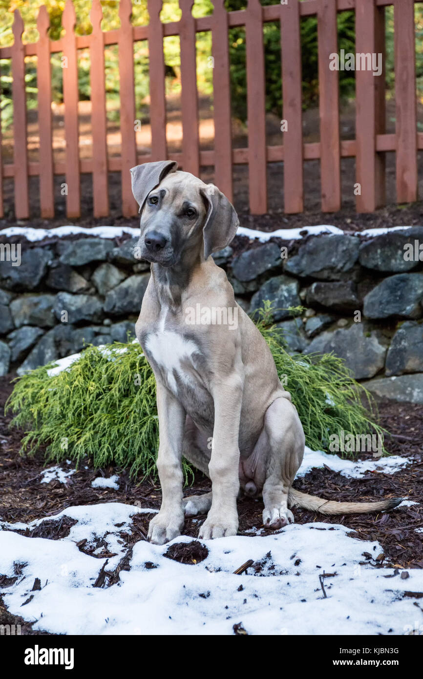 Great Dane puppy "Evie" sitting on a partially snow-covered, terraced ...