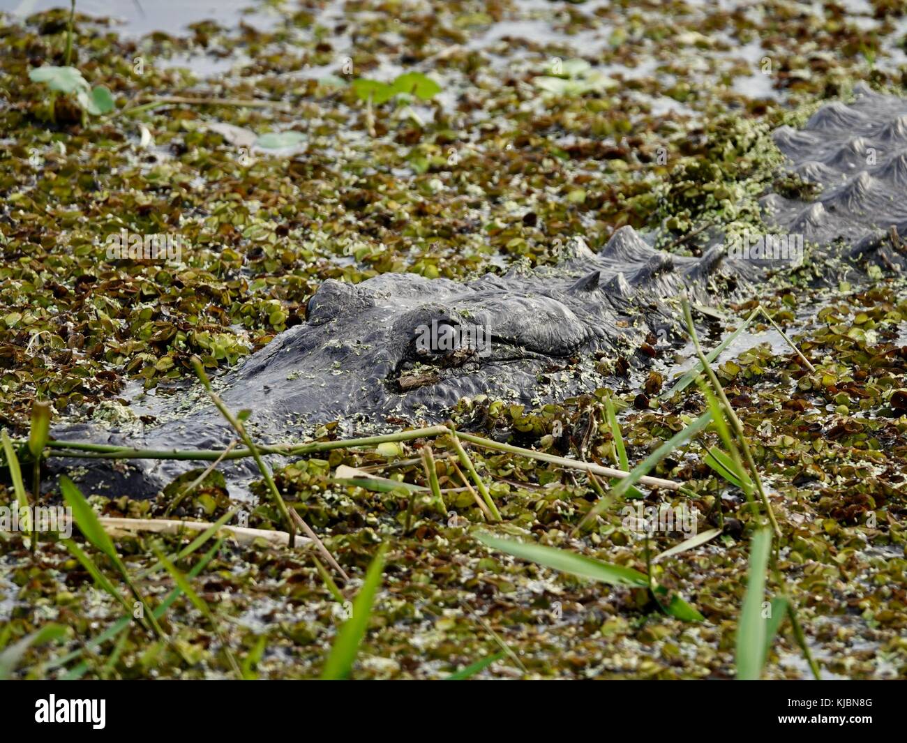 Alligator, À. mississippiensis, head view, partially buried in muck ...