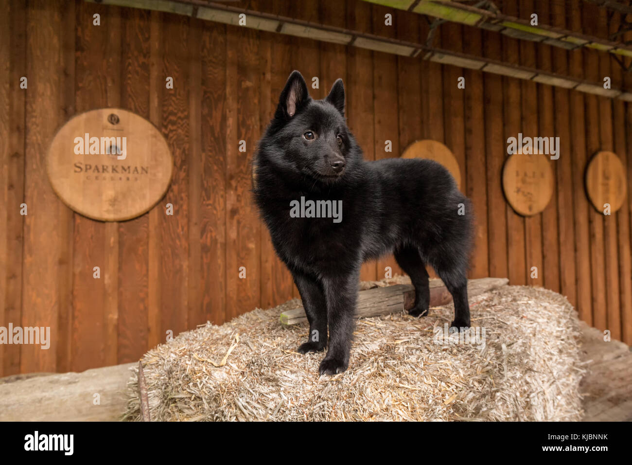 Schipperke puppy "Cash" standing on a bale of hay in a wagon in Maple ...