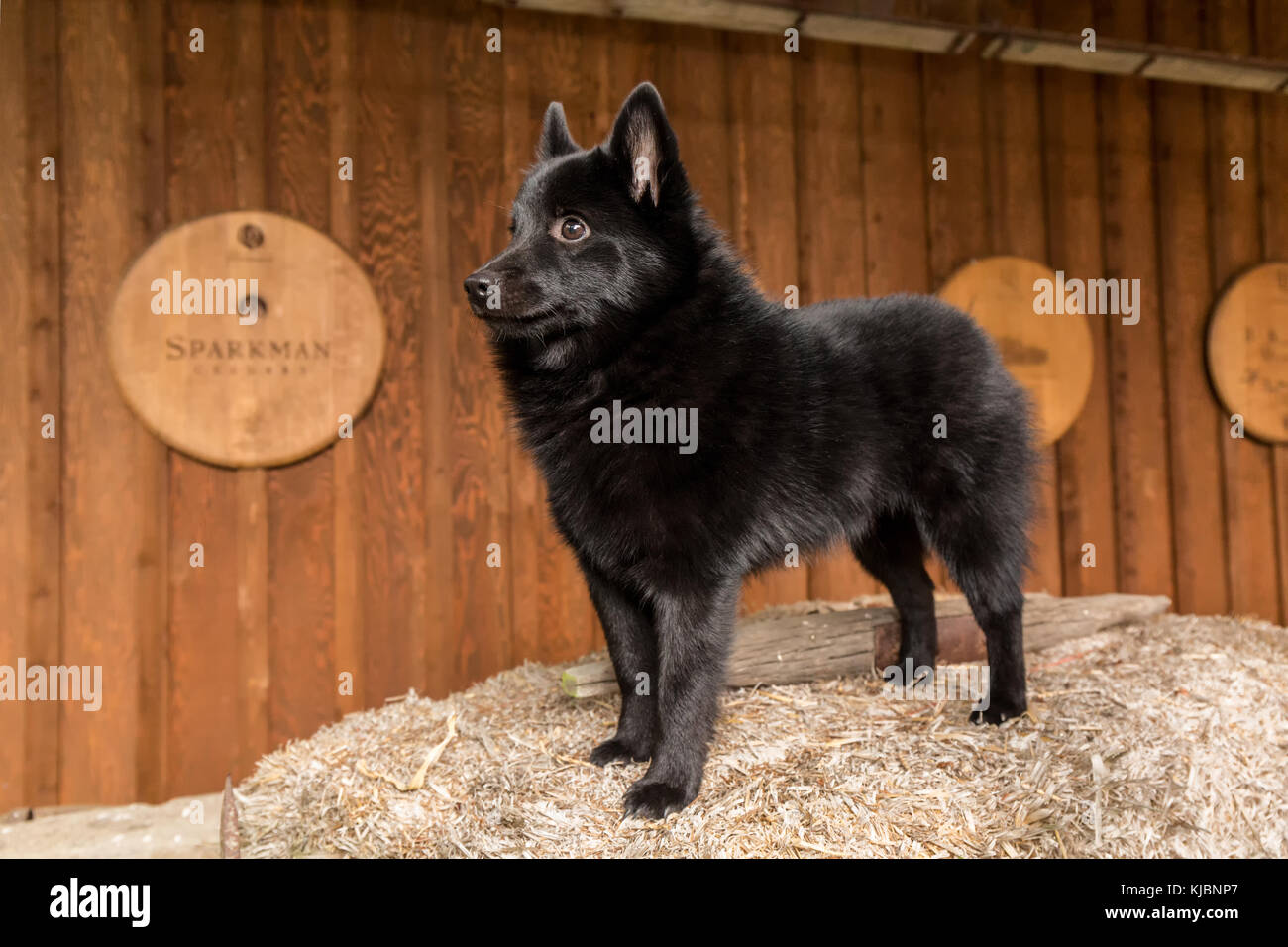 Schipperke puppy "Cash" standing on a bale of hay in a wagon in Maple ...