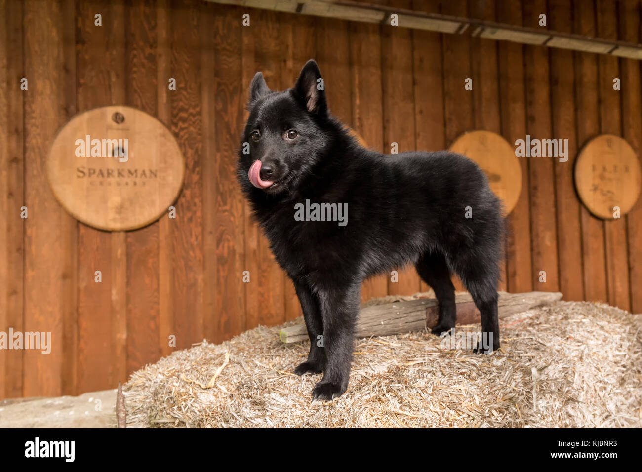 Schipperke puppy "Cash" standing on a bale of hay in a wagon eager for ...