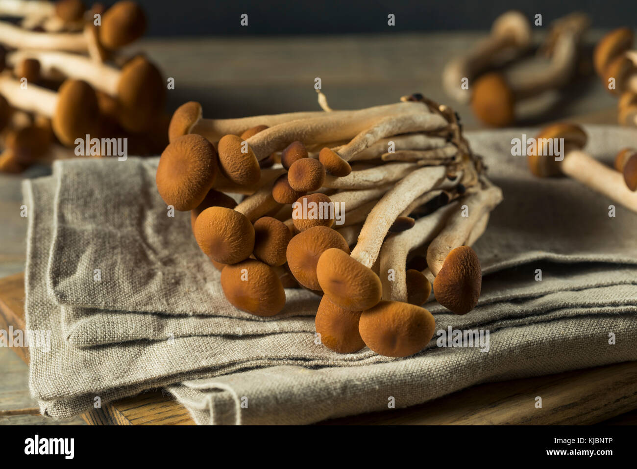 Mushrooms pioppini hi-res stock photography and images - Alamy