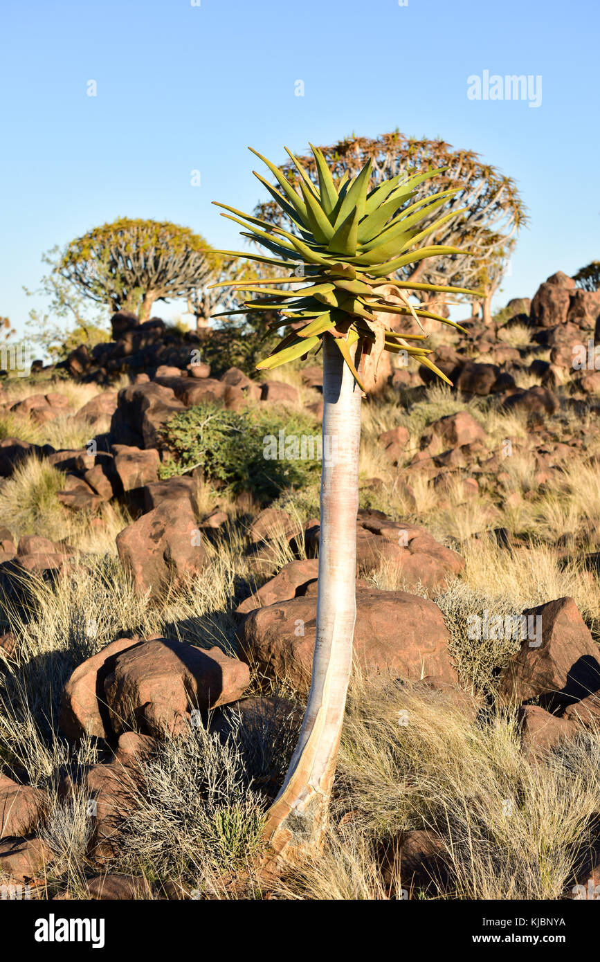 Quiver Tree Forest outside of Keetmanshoop, Namibia Stock Photo - Alamy