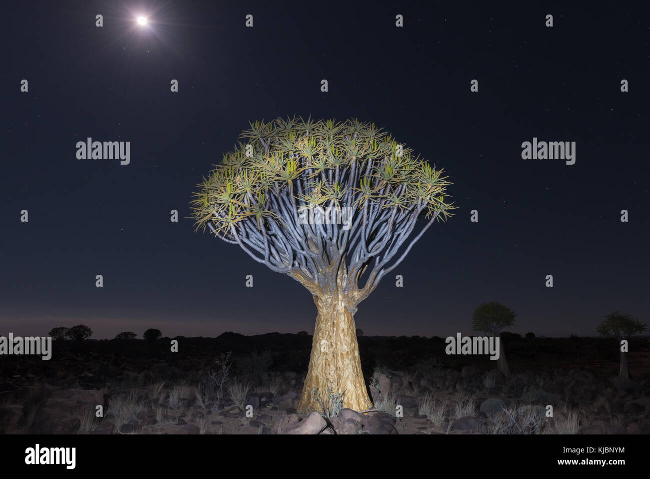 Quiver Tree Forest outside of Keetmanshoop, Namibia at night on a full ...