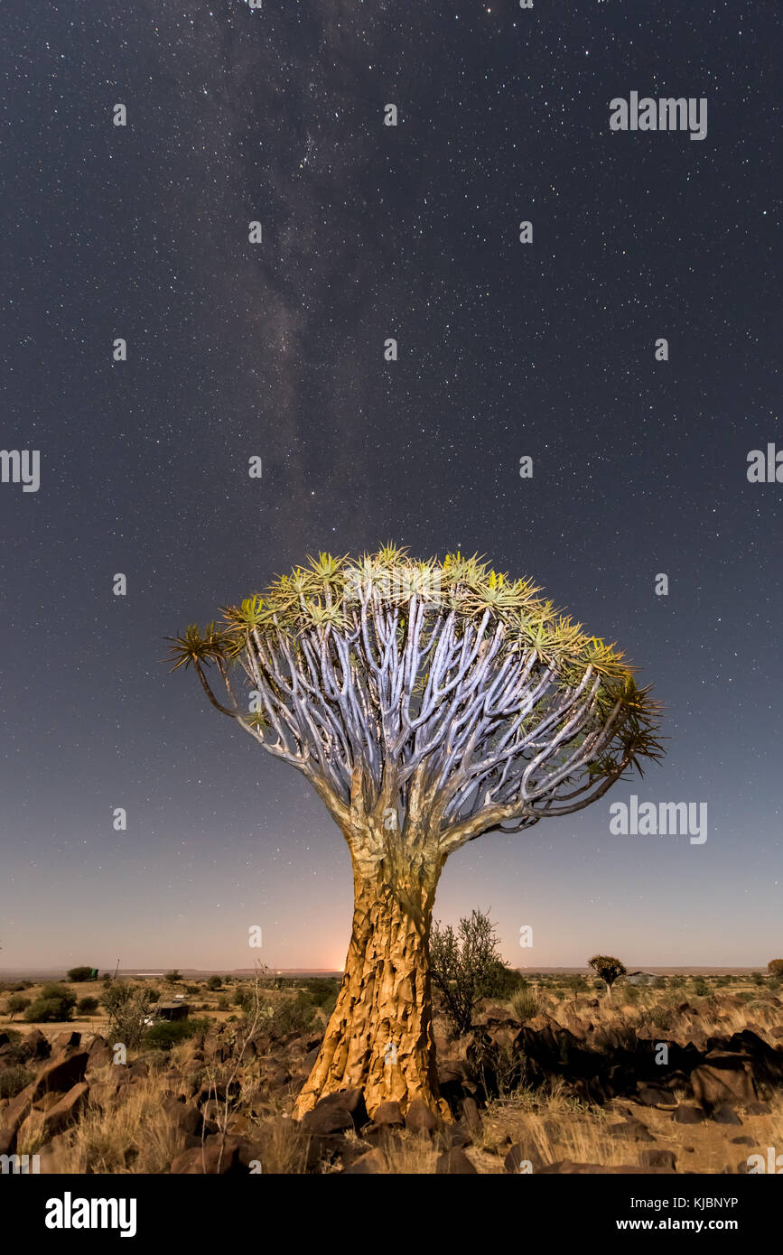 Quiver Tree Forest outside of Keetmanshoop, Namibia at night on a full ...