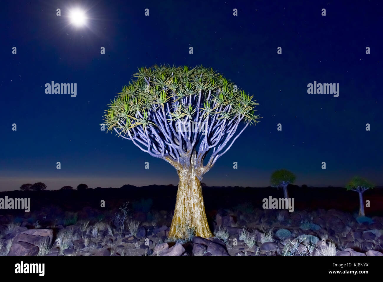 Quiver Tree Forest outside of Keetmanshoop, Namibia at night on a full ...