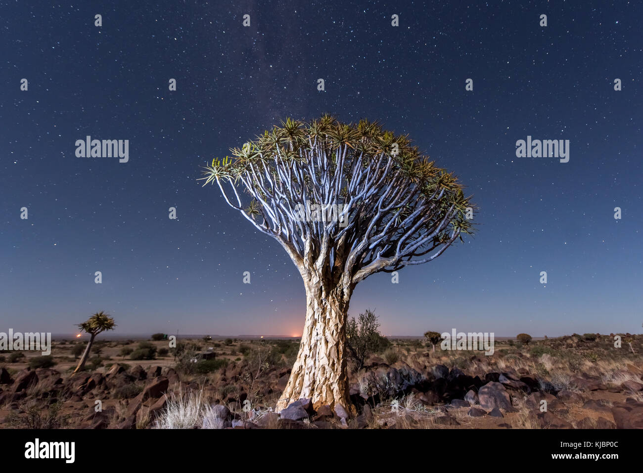 Quiver Tree Forest outside of Keetmanshoop, Namibia at night on a full ...