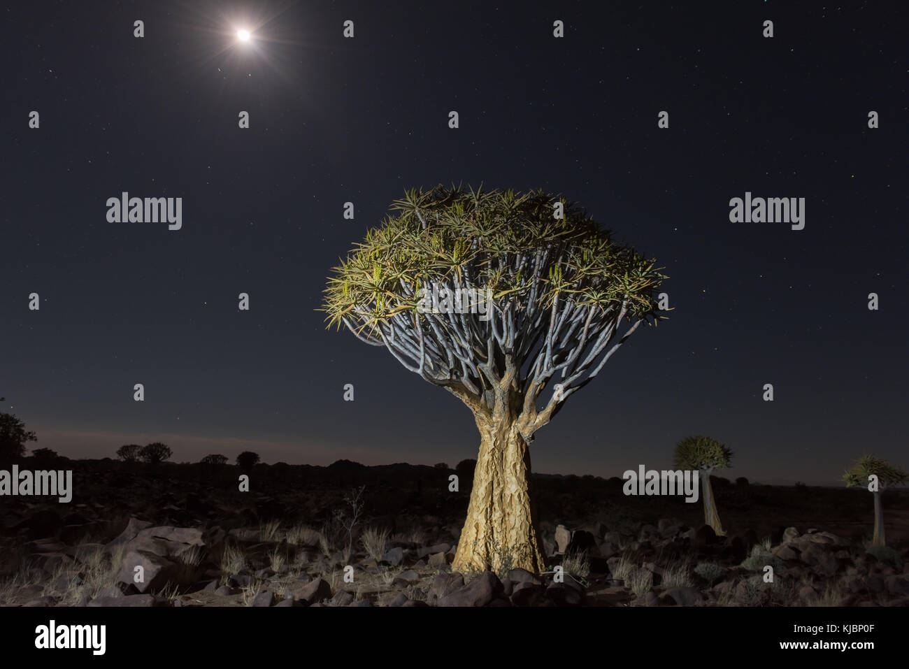 Quiver Tree Forest outside of Keetmanshoop, Namibia at night on a full ...