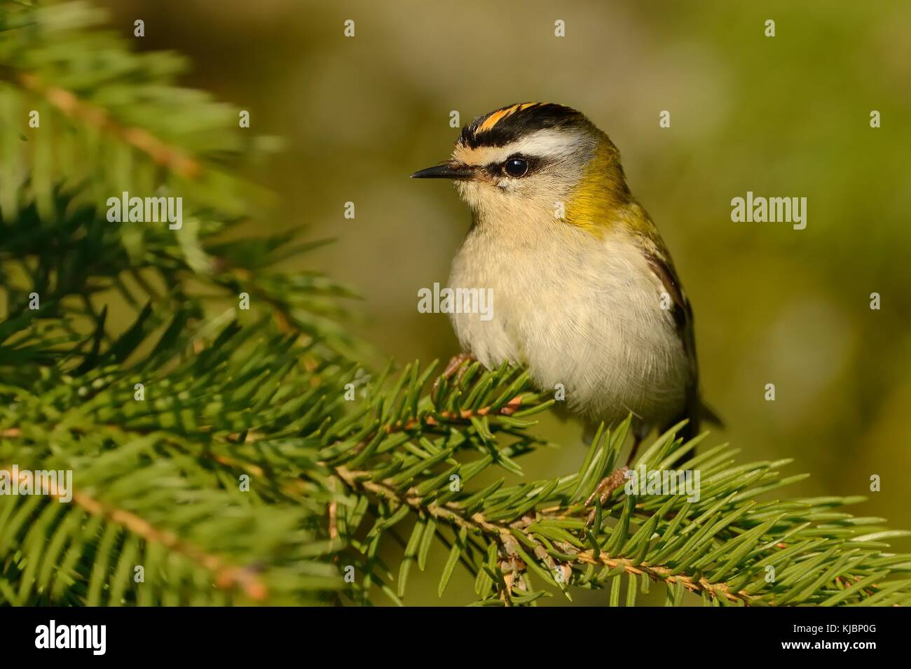 Firecrest - Regulus ignicapilla with the yellow crest in the forest ...