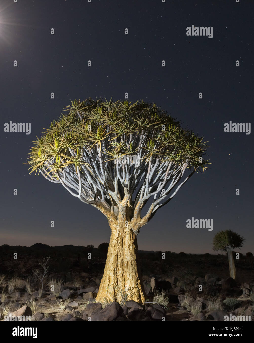 Quiver Tree Forest outside of Keetmanshoop, Namibia at night on a full ...