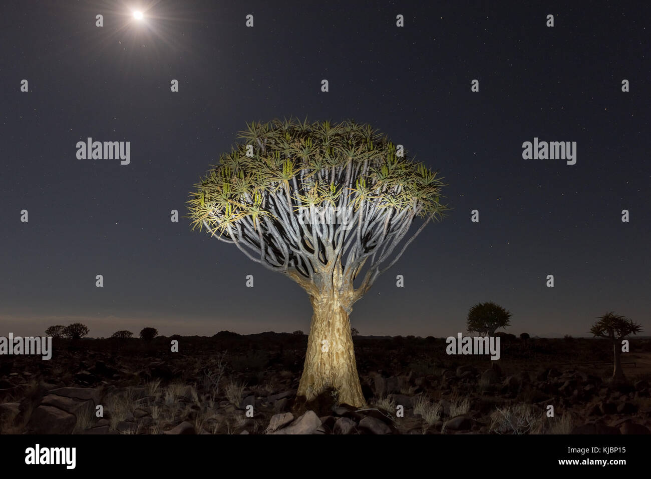 Quiver Tree Forest outside of Keetmanshoop, Namibia at night on a full ...