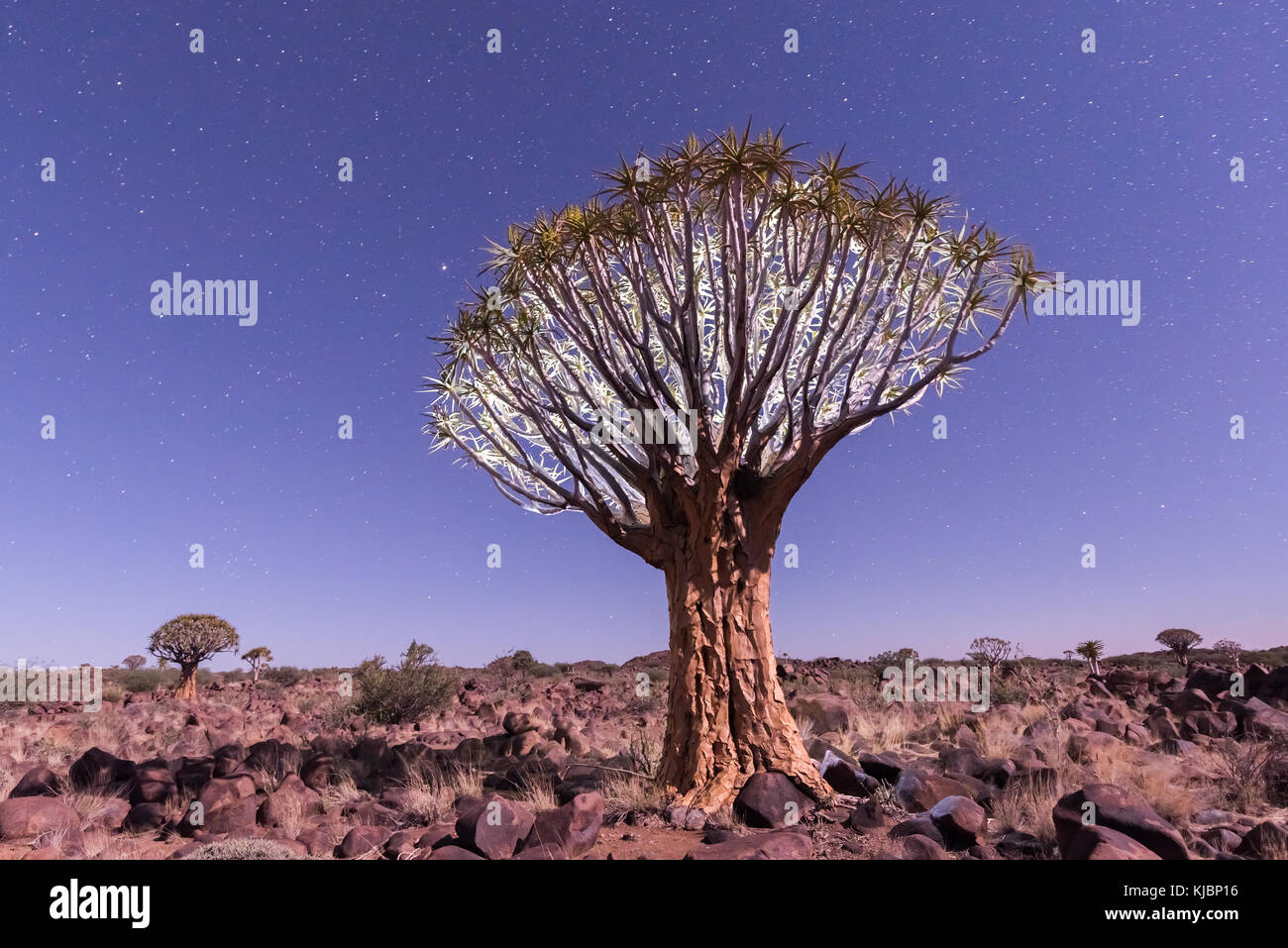 Quiver Tree Forest outside of Keetmanshoop, Namibia at night on a full ...