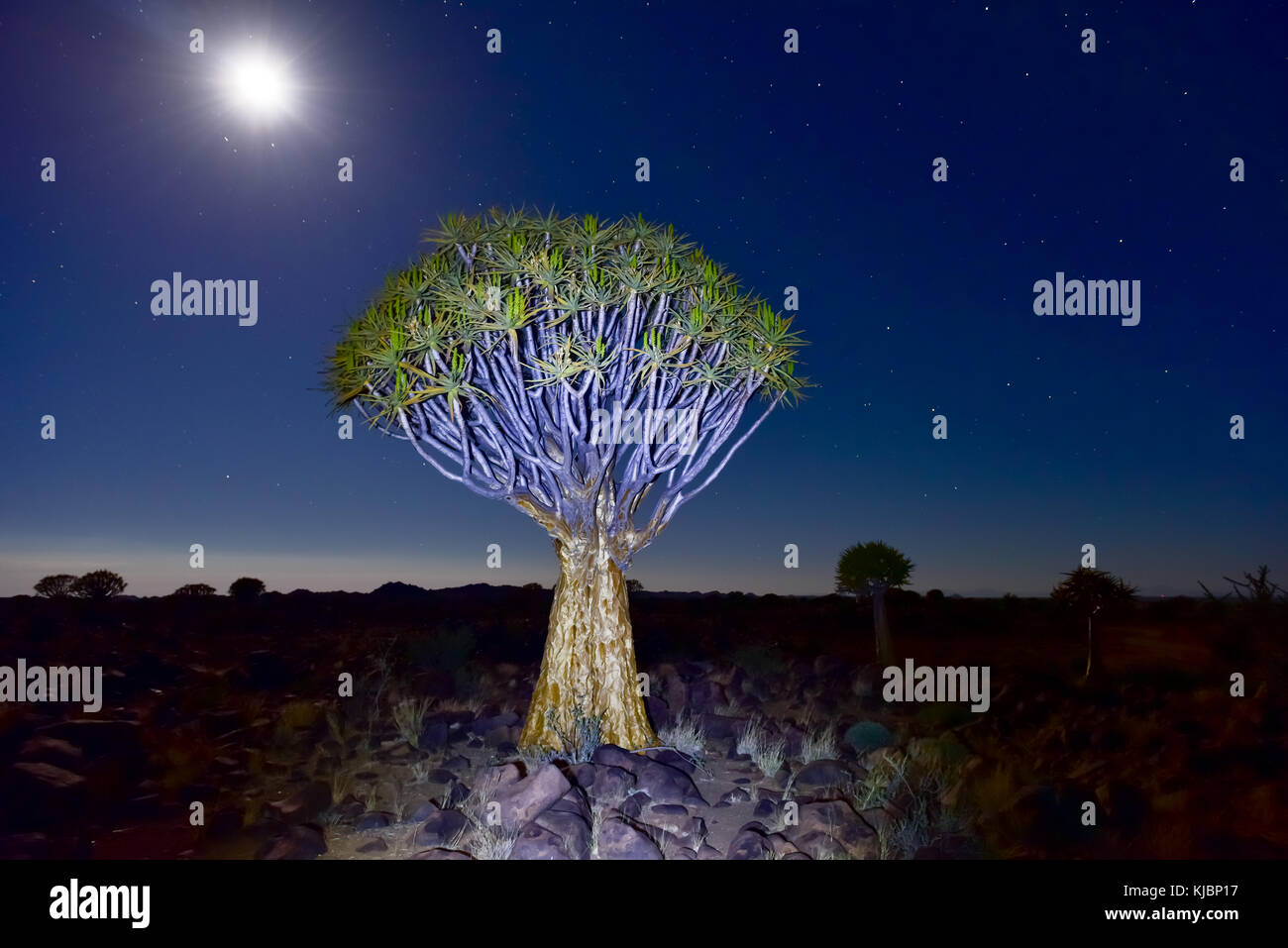 Quiver Tree Forest outside of Keetmanshoop, Namibia at night on a full ...
