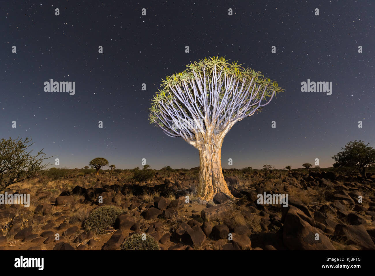 Quiver Tree Forest outside of Keetmanshoop, Namibia at night on a full ...