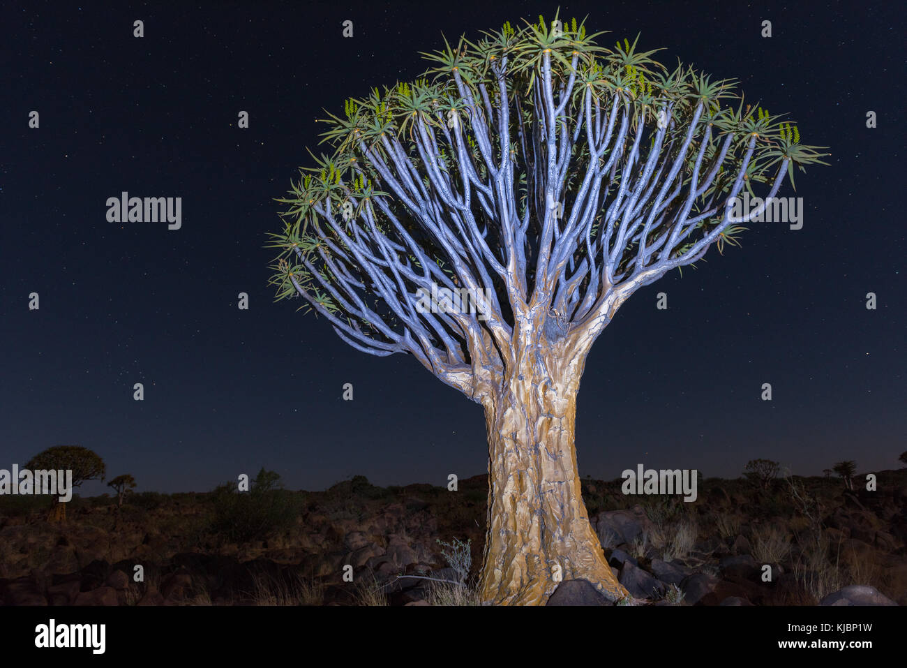 Quiver Tree Forest outside of Keetmanshoop, Namibia at night on a full ...