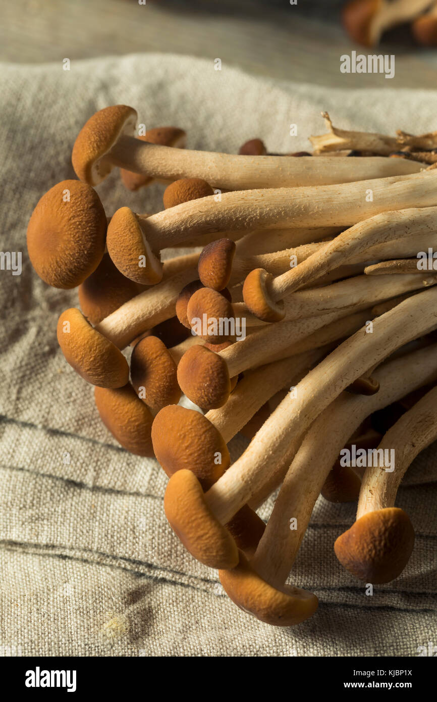 Raw Brown Pioppini Mushrooms Ready to Cook Stock Photo - Alamy